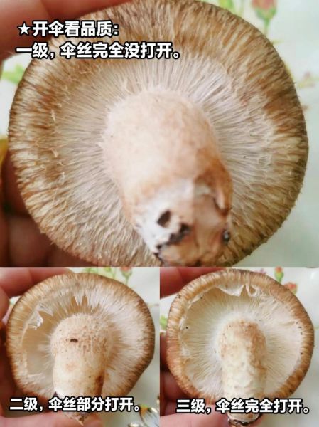 香菇图片大全高清图片_如何挑选优质香菇-第1张图片-山城妙识