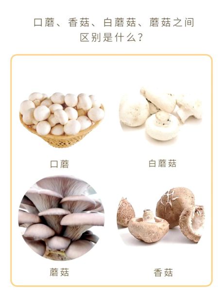 口蘑多少钱一斤_口蘑价格为什么波动大-第1张图片-山城妙识 口蘑多少钱一斤_口蘑价格为什么波动大-第1张图片-山城妙识