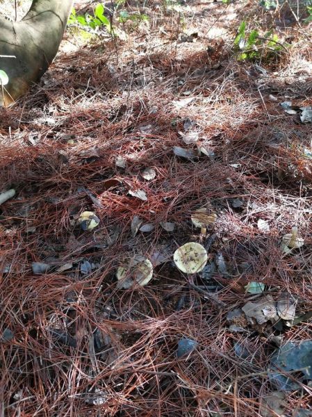 口蘑多少钱一斤_口蘑价格为什么波动大-第2张图片-山城妙识 口蘑多少钱一斤_口蘑价格为什么波动大-第2张图片-山城妙识