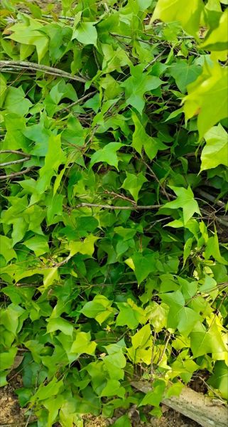 五色糯米饭用什么植物染色_如何自制天然染料-第3张图片-山城妙识