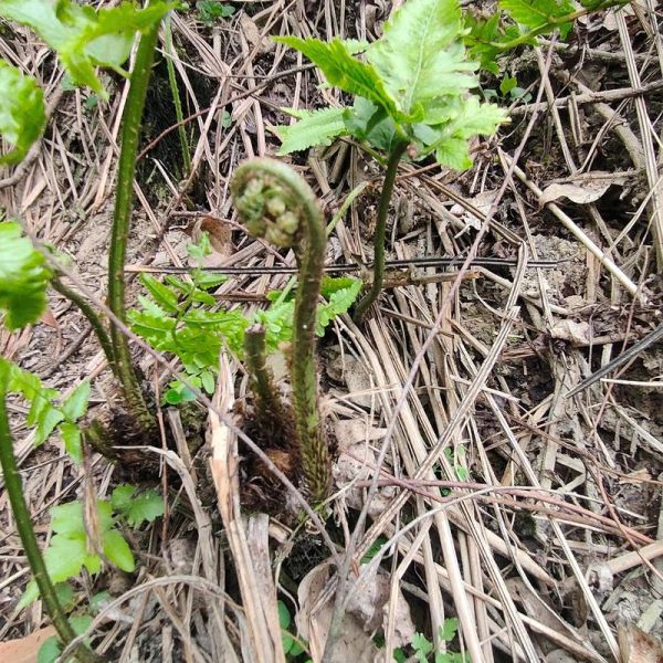 野蕨菜图片怎么识别_野蕨菜和蕨菜区别-第1张图片-山城妙识