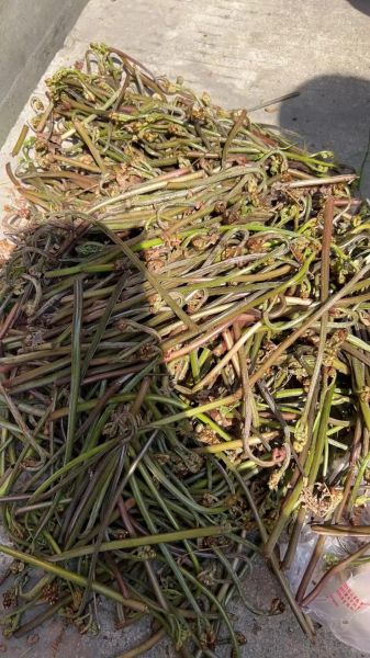 野蕨菜图片怎么识别_野蕨菜和蕨菜区别-第2张图片-山城妙识