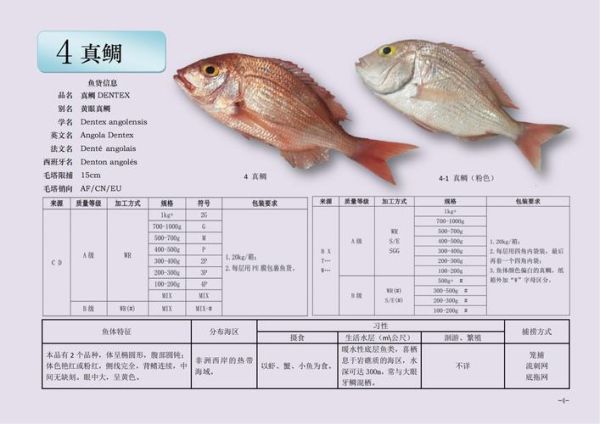 真鲷鱼一斤多少钱_真鲷鱼价格影响因素-第1张图片-山城妙识 真鲷鱼一斤多少钱_真鲷鱼价格影响因素-第1张图片-山城妙识