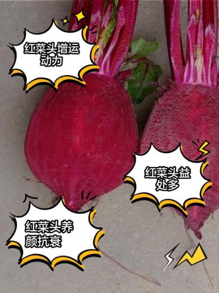 红菜头是什么_红菜头的功效与作用-第1张图片-山城妙识 红菜头是什么_红菜头的功效与作用-第1张图片-山城妙识