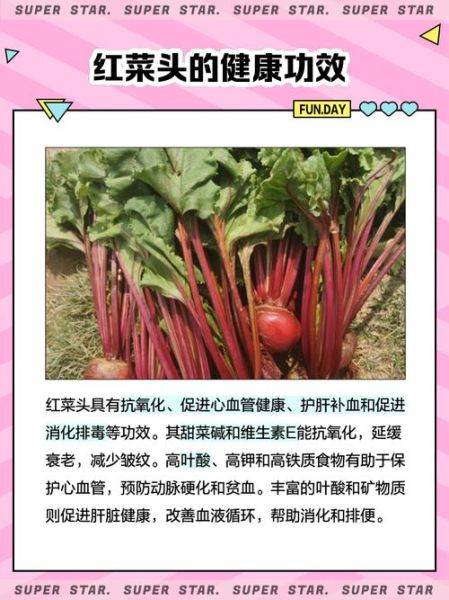 红菜头是什么_红菜头的功效与作用-第3张图片-山城妙识 红菜头是什么_红菜头的功效与作用-第3张图片-山城妙识