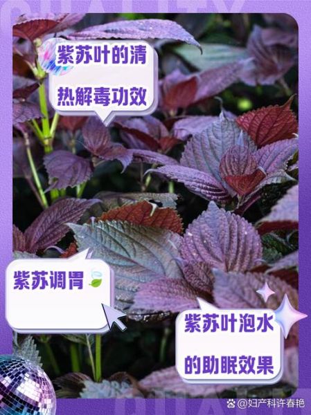 新鲜紫苏叶泡水喝的功效_紫苏叶泡水可以天天喝吗-第1张图片-山城妙识 新鲜紫苏叶泡水喝的功效_紫苏叶泡水可以天天喝吗-第1张图片-山城妙识