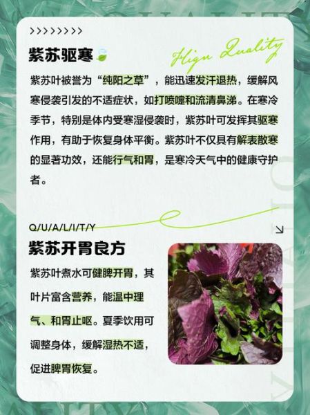 新鲜紫苏叶泡水喝的功效_紫苏叶泡水可以天天喝吗-第2张图片-山城妙识 新鲜紫苏叶泡水喝的功效_紫苏叶泡水可以天天喝吗-第2张图片-山城妙识