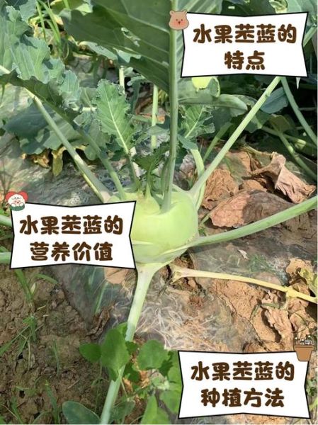 苤蓝怎么做好吃_苤蓝的营养价值有哪些-第3张图片-山城妙识