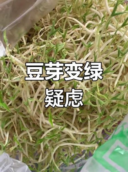 有毒绿豆芽怎么辨别_绿豆芽中毒症状有哪些-第1张图片-山城妙识