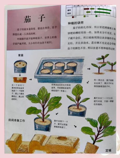 芽菜怎么种_家庭芽菜种植方法-第3张图片-山城妙识