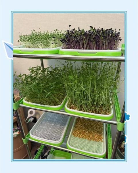 芽菜怎么种_家庭芽菜种植方法-第1张图片-山城妙识