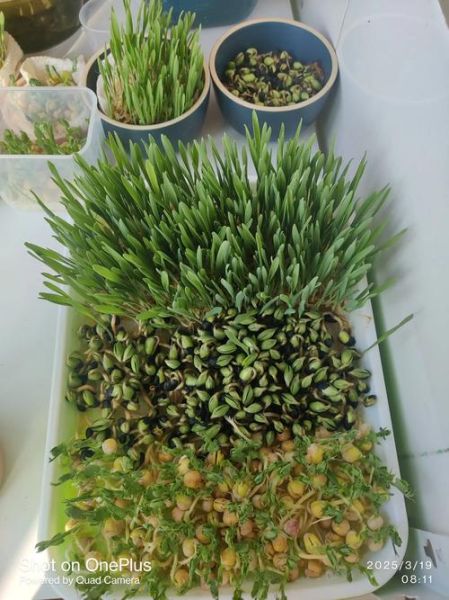 芽菜怎么种_家庭芽菜种植方法-第2张图片-山城妙识