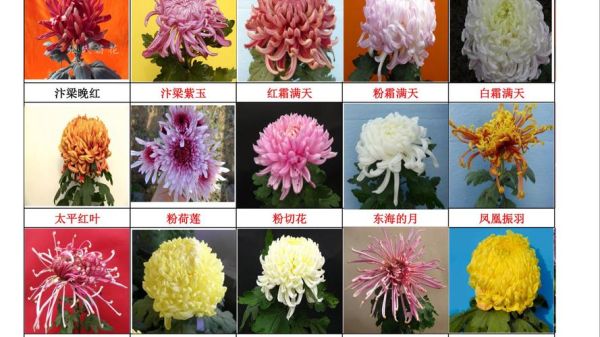 菊花图片大全鲜花_如何挑选最美观赏品种-第2张图片-山城妙识