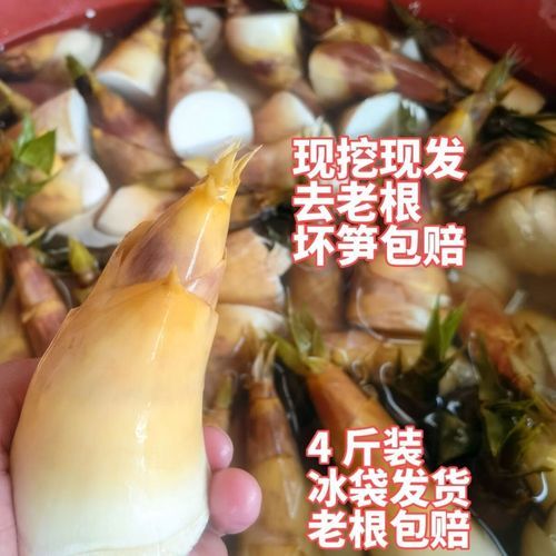 马蹄笋怎么保存_马蹄笋和竹笋区别-第3张图片-山城妙识