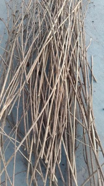 五加皮和刺五加的区别_哪个更适合泡酒-第1张图片-山城妙识