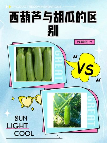 西胡瓜的功效与作用_西胡瓜怎么吃减肥-第1张图片-山城妙识