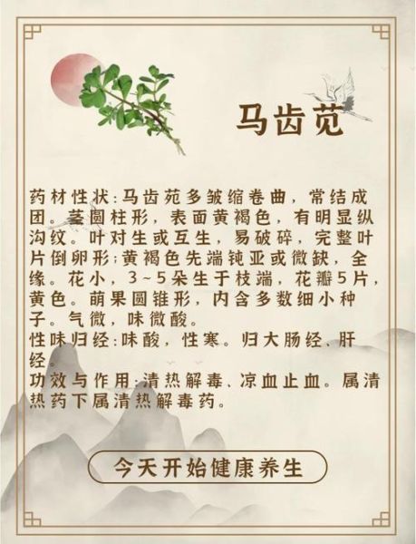 马齿苋头煲汤功效_马齿苋头煲汤有什么功效-第1张图片-山城妙识 马齿苋头煲汤功效_马齿苋头煲汤有什么功效-第1张图片-山城妙识