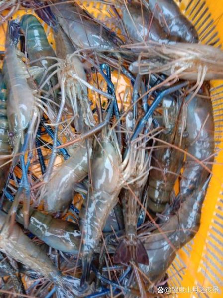 罗氏沼虾养殖技术_罗氏沼虾养殖利润怎么样-第1张图片-山城妙识