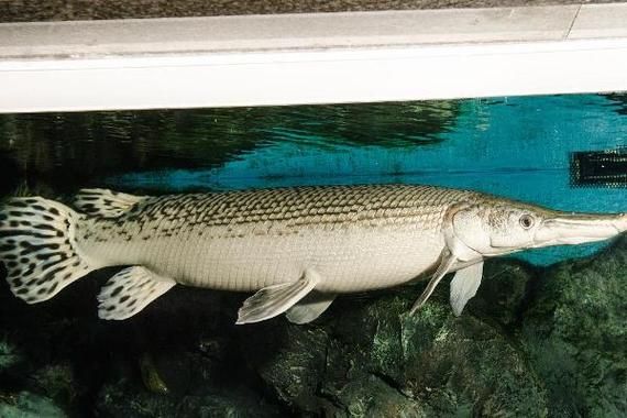 非洲虎鱼vs鳄雀鳝_哪个更凶猛-第1张图片-山城妙识 非洲虎鱼vs鳄雀鳝_哪个更凶猛-第1张图片-山城妙识