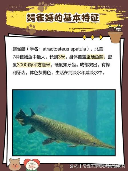 非洲虎鱼vs鳄雀鳝_哪个更凶猛-第2张图片-山城妙识 非洲虎鱼vs鳄雀鳝_哪个更凶猛-第2张图片-山城妙识