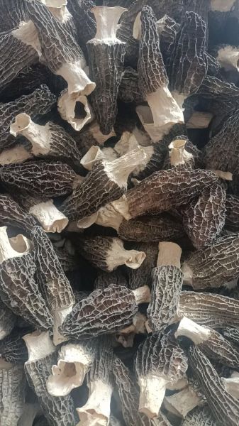 羊肚菌价格多少一斤_新鲜羊肚菌多少钱一斤-第2张图片-山城妙识 羊肚菌价格多少一斤_新鲜羊肚菌多少钱一斤-第2张图片-山城妙识