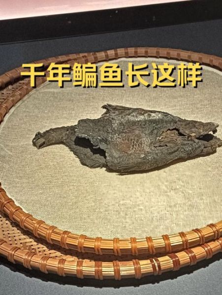 鳊鱼多少钱一斤_鳊鱼价格为什么波动大-第2张图片-山城妙识 鳊鱼多少钱一斤_鳊鱼价格为什么波动大-第2张图片-山城妙识