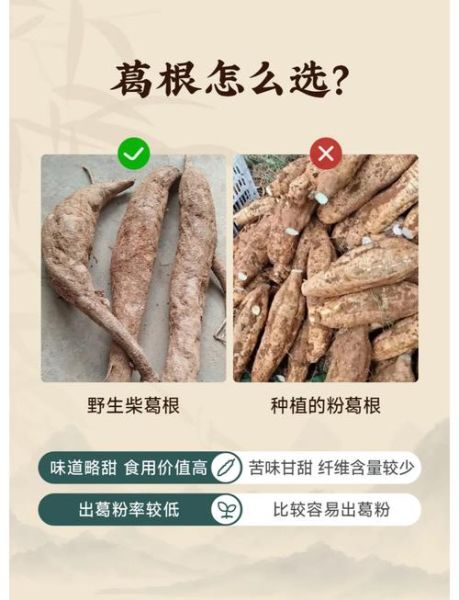 葛根与粉葛的区别_哪个更好-第1张图片-山城妙识 葛根与粉葛的区别_哪个更好-第1张图片-山城妙识