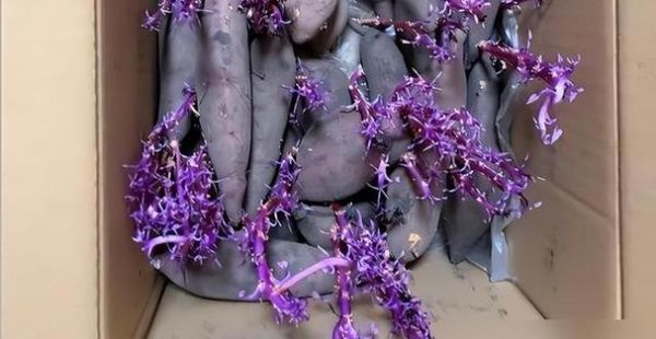 红薯长出了紫色的芽还能吃吗_红薯发芽变紫原因-第1张图片-山城妙识