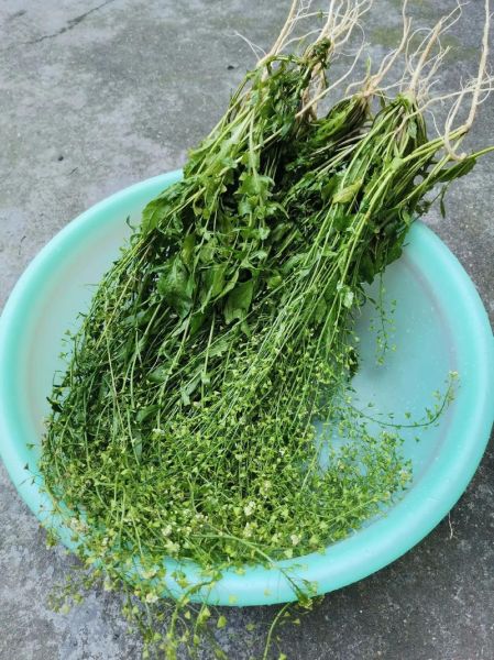 地米菜煮鸡蛋有什么好处_孕妇能吃吗-第2张图片-山城妙识 地米菜煮鸡蛋有什么好处_孕妇能吃吗-第2张图片-山城妙识