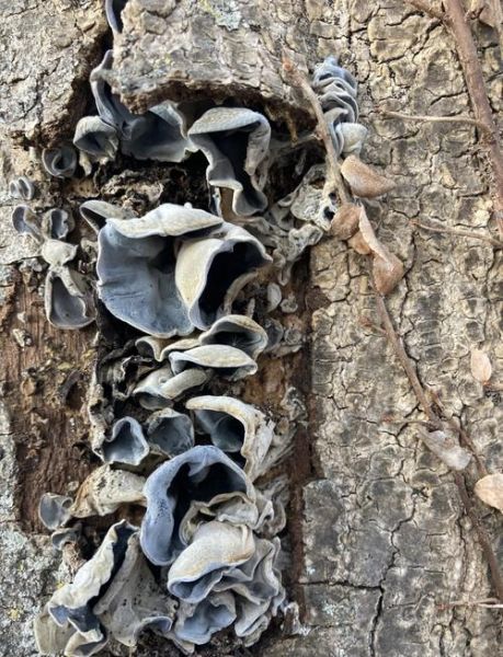 野生木耳怎么处理才能吃_野生木耳去毒方法-第2张图片-山城妙识