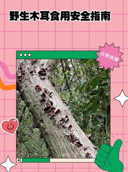 野生木耳怎么处理才能吃_野生木耳去毒方法-第1张图片-山城妙识