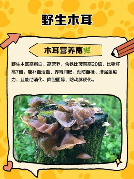 野生木耳怎么处理才能吃_野生木耳去毒方法-第3张图片-山城妙识