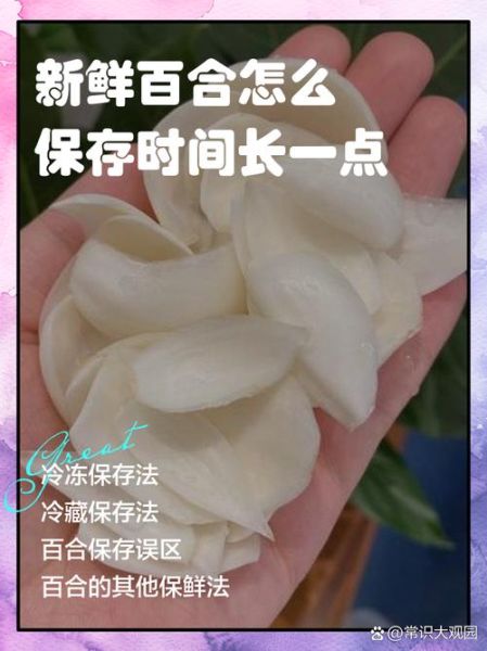 新鲜百合怎么保存时间长_新鲜百合能放多久-第2张图片-山城妙识 新鲜百合怎么保存时间长_新鲜百合能放多久-第2张图片-山城妙识