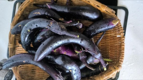 茄子怎么晒干不发黑_茄子晒干不变黑的方法-第2张图片-山城妙识