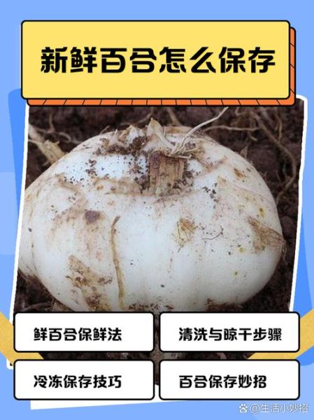 新鲜百合怎么保存时间长_新鲜百合能放多久-第1张图片-山城妙识 新鲜百合怎么保存时间长_新鲜百合能放多久-第1张图片-山城妙识