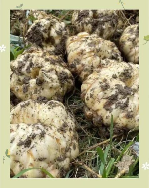 新鲜百合怎么保存时间长_新鲜百合能放多久-第3张图片-山城妙识 新鲜百合怎么保存时间长_新鲜百合能放多久-第3张图片-山城妙识