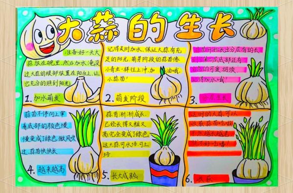 大蒜多久发芽_大蒜生长周期多长-第3张图片-山城妙识