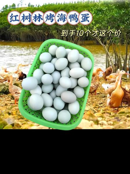 鸭蛋价格最新行情_今日鸭蛋多少钱一斤-第3张图片-山城妙识 鸭蛋价格最新行情_今日鸭蛋多少钱一斤-第3张图片-山城妙识