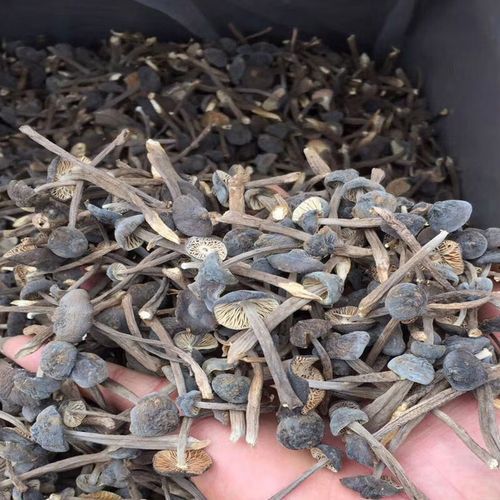 黑皮鸡枞菌多少钱一斤_黑皮鸡枞菌价格行情-第1张图片-山城妙识