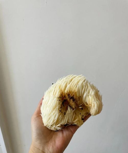 野生猴头菇怎么处理_新鲜猴头菇怎么清洗-第3张图片-山城妙识 野生猴头菇怎么处理_新鲜猴头菇怎么清洗-第3张图片-山城妙识