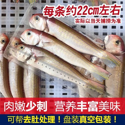 马头鱼是深海鱼吗_马头鱼生活水深多少米-第3张图片-山城妙识