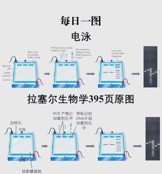 琼脂糖凝胶电泳步骤_琼脂糖凝胶电泳常见问题-第3张图片-山城妙识