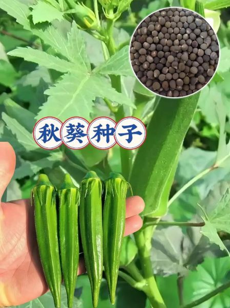 秋葵种子能吃吗_秋葵种子怎么吃-第2张图片-山城妙识