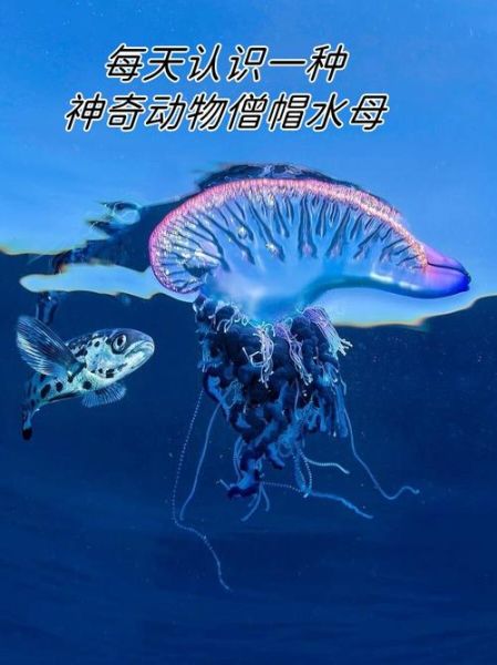 僧帽水母有毒吗_被蜇了怎么办-第1张图片-山城妙识