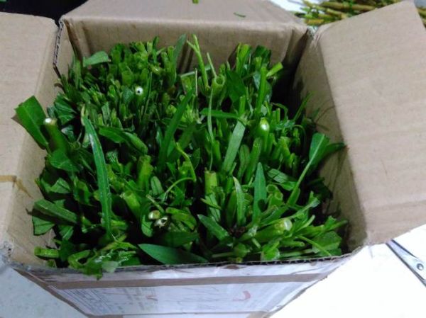 蕹菜是什么菜_蕹菜图片长什么样-第1张图片-山城妙识