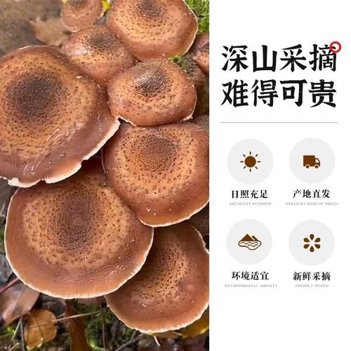 榛菇图片价格_榛菇多少钱一斤-第3张图片-山城妙识