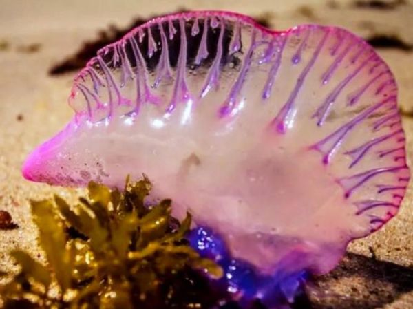 僧帽水母有毒吗_被蜇了怎么办-第3张图片-山城妙识