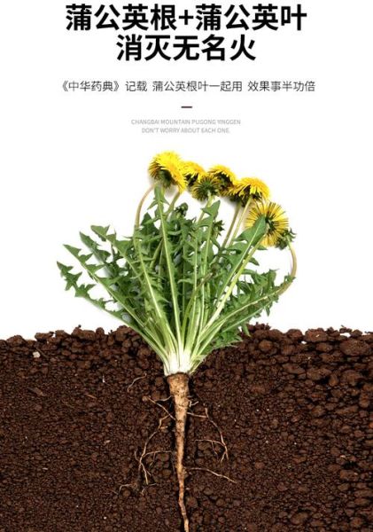 蒲公英根图片_蒲公英根长什么样-第3张图片-山城妙识