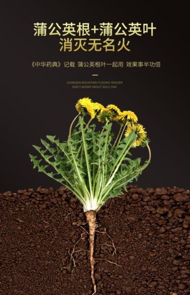 蒲公英根图片_蒲公英根长什么样-第1张图片-山城妙识