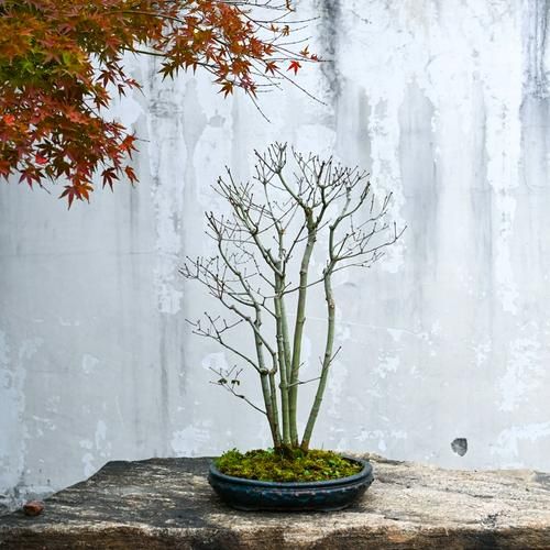 鸡爪槭价格一览_鸡爪槭多少钱一棵-第2张图片-山城妙识 鸡爪槭价格一览_鸡爪槭多少钱一棵-第2张图片-山城妙识